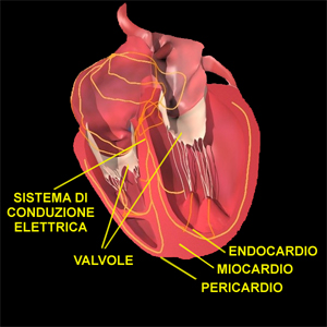 LE MALATTIE DEL CUORE :: CARDIOLATINA